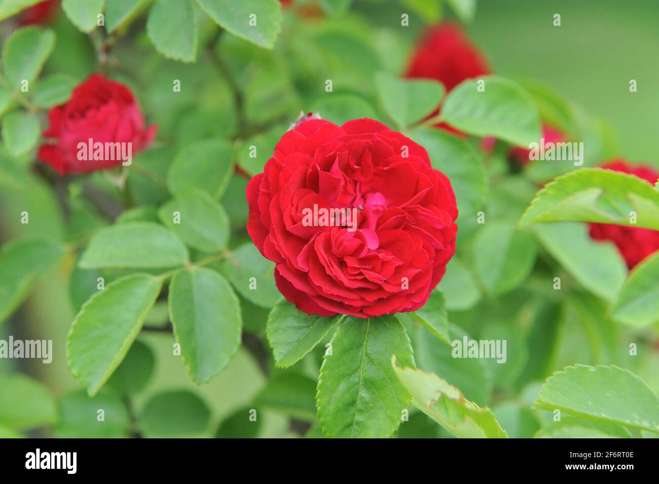 Dark red Hybrid Multiflora rose (Rosa) Chevy Chase blooms in a garden ...