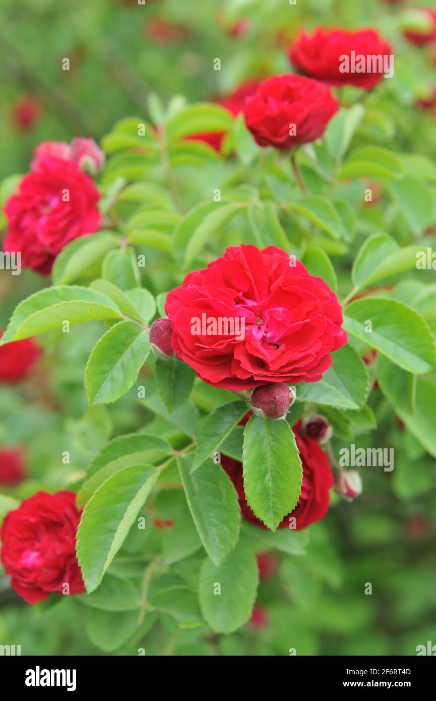 Dark red Hybrid Multiflora rose (Rosa) Chevy Chase blooms in a garden ...