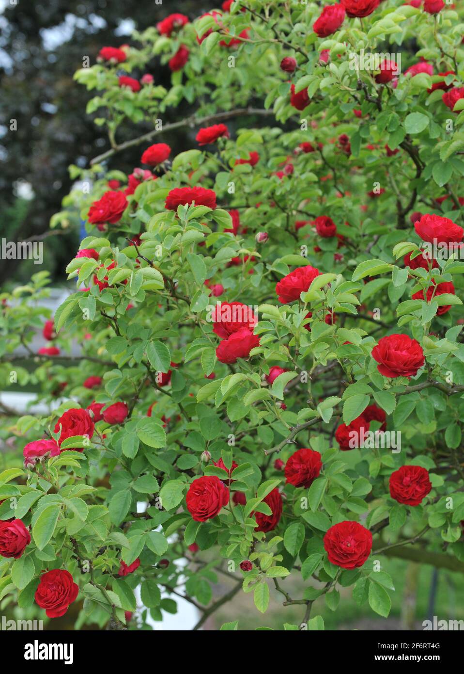 Dark red Hybrid Multiflora rose (Rosa) Chevy Chase blooms in a garden ...