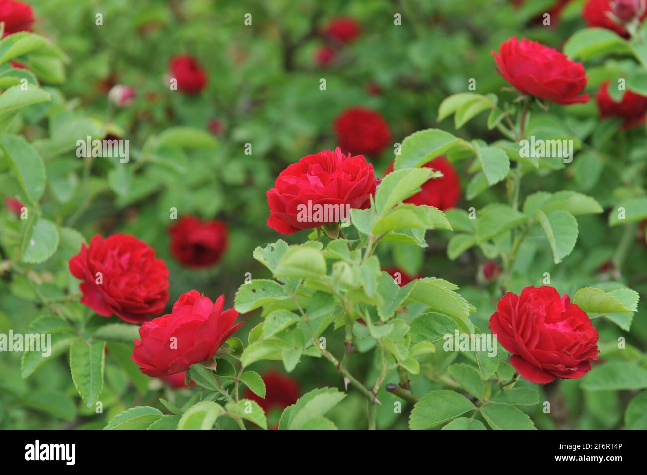 Dark red Hybrid Multiflora rose (Rosa) Chevy Chase blooms in a garden ...
