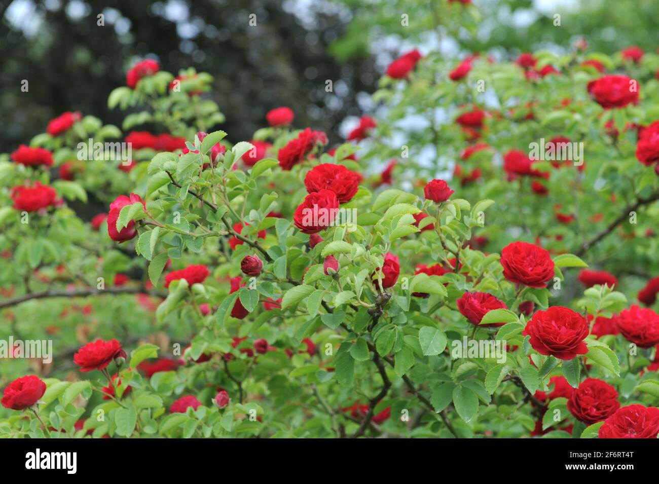 Dark red Hybrid Multiflora rose (Rosa) Chevy Chase blooms in a garden ...