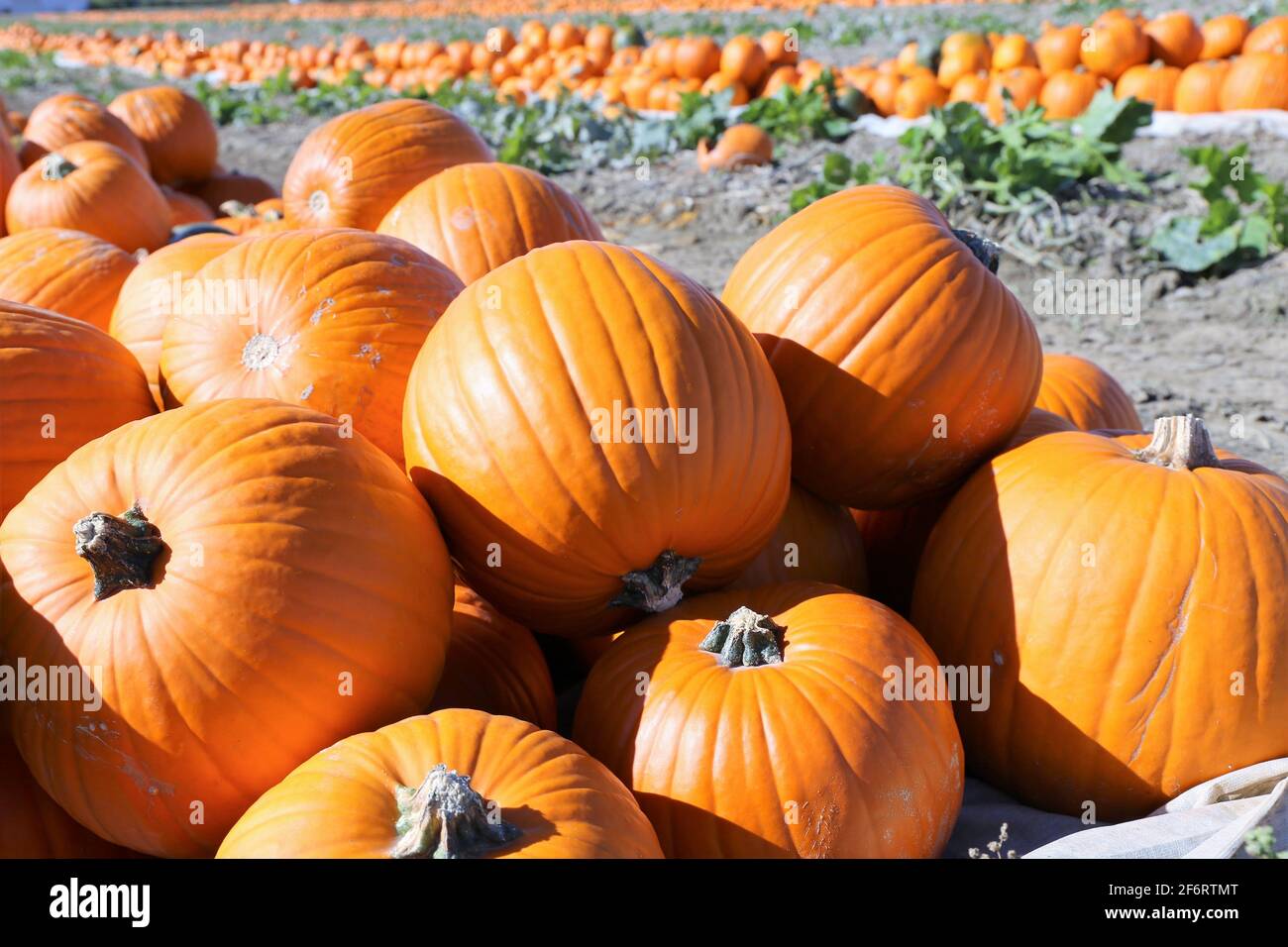 Gourd patch hi-res stock photography and images - Alamy