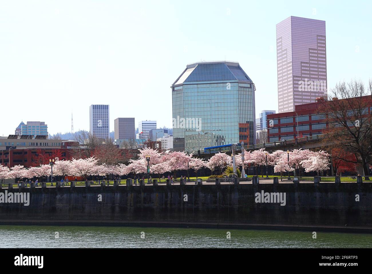 Portland Skyline with Cherry Blossoms in full bloom at the waterfront ...