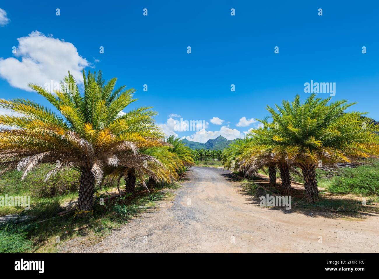 Country road with palm trees hi-res stock photography and images - Alamy