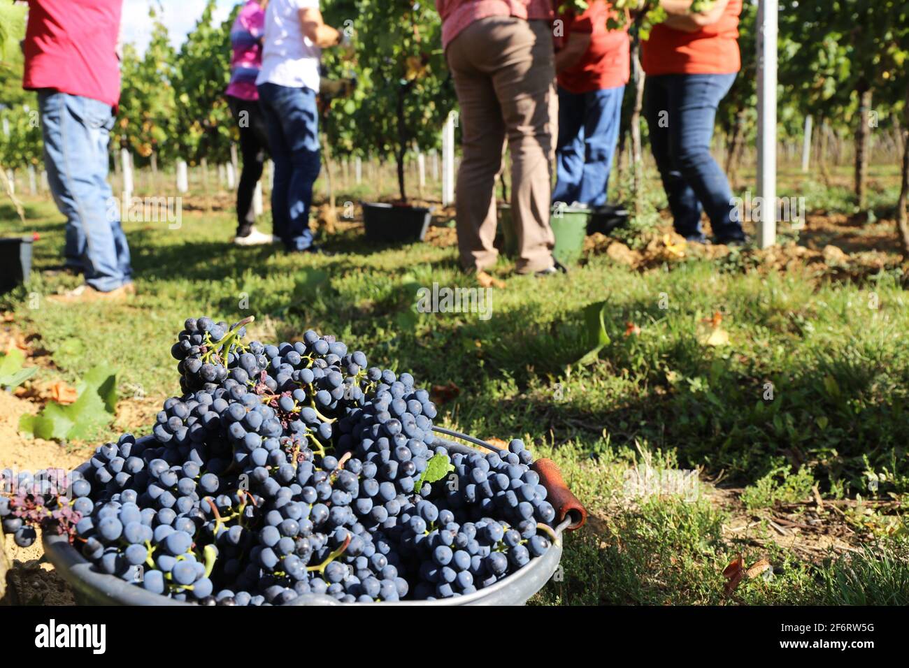 Grape harvest hi-res stock photography and images - Alamy