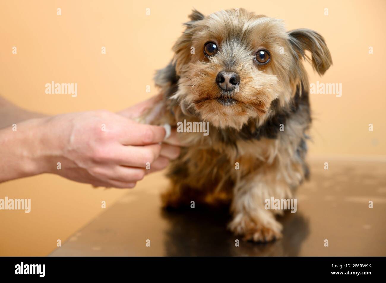 Sample taking hi-res stock photography and images - Alamy