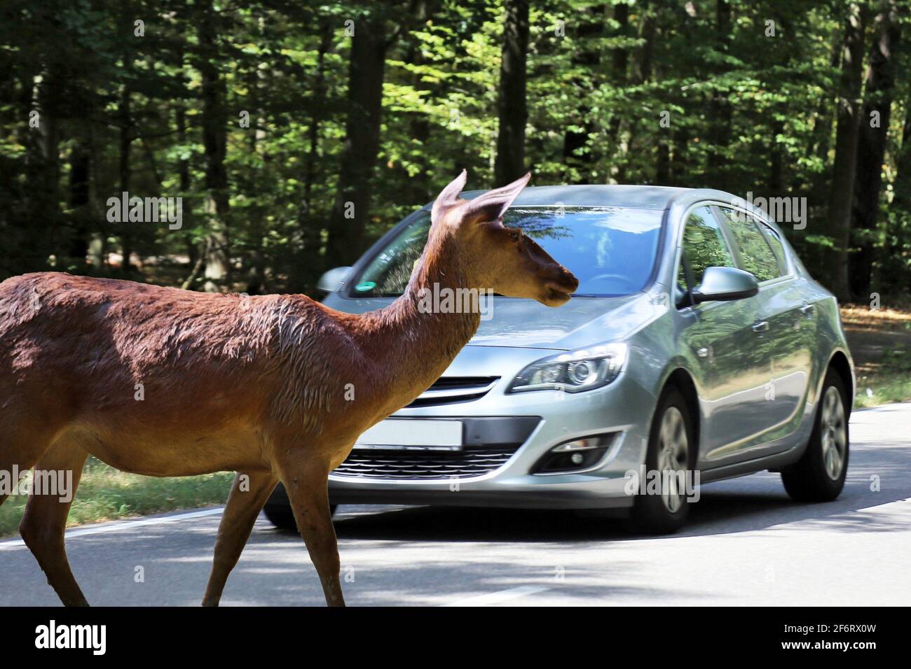 Deer Hits Car Driver In South Carolina