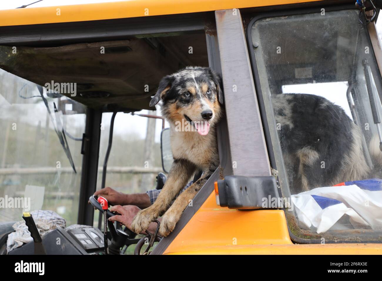 Dog driving tractor hi-res stock photography and images - Alamy