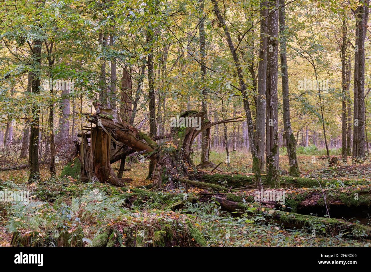 Old spruce forest hi-res stock photography and images - Alamy