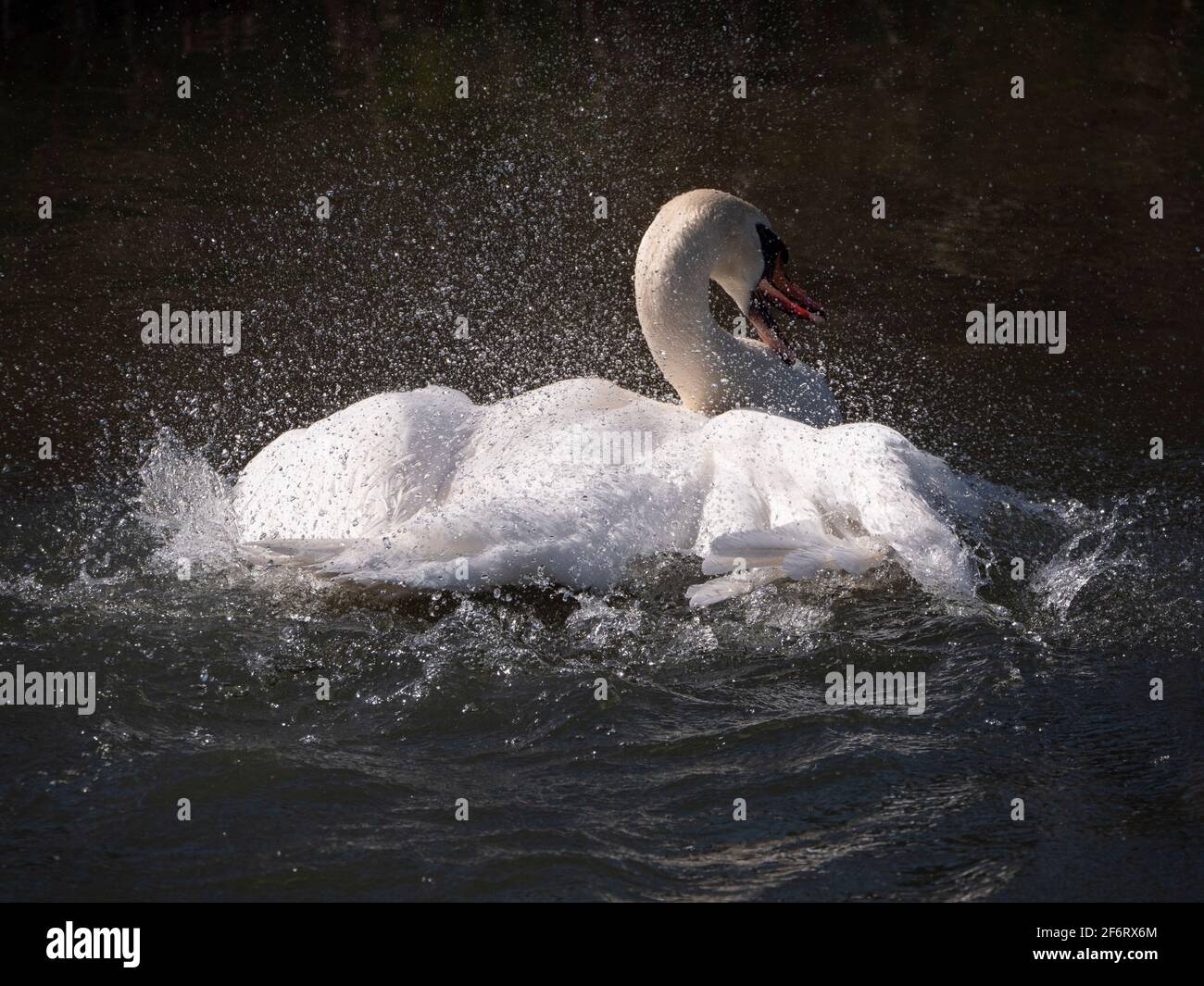 Swan flapping wings hi-res stock photography and images - Alamy