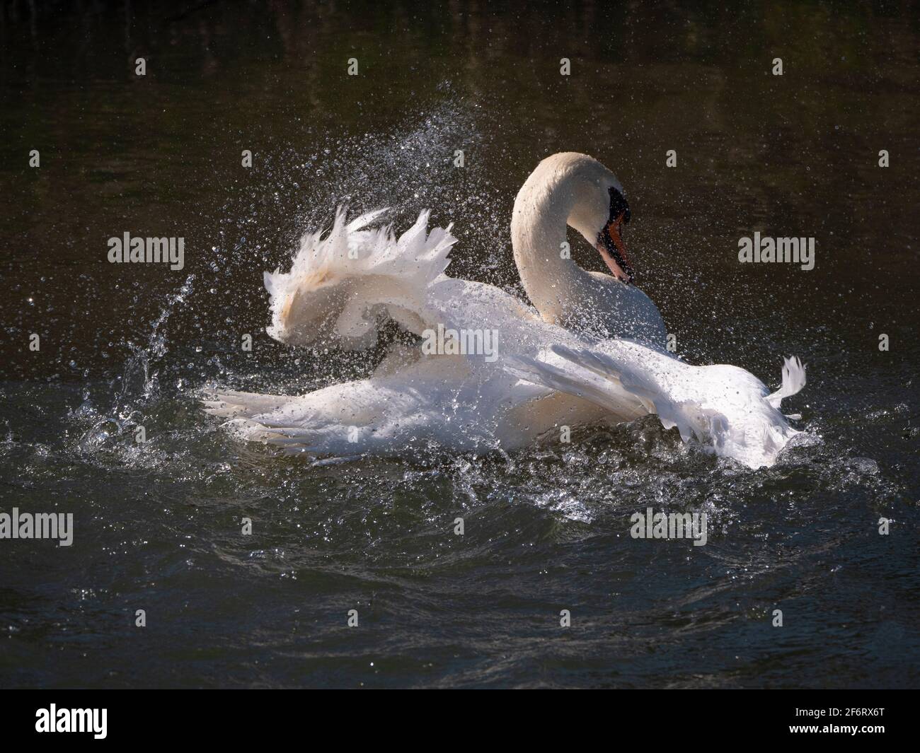 Adult White Swan in narrow river flapping and washing on a bright sunny ...