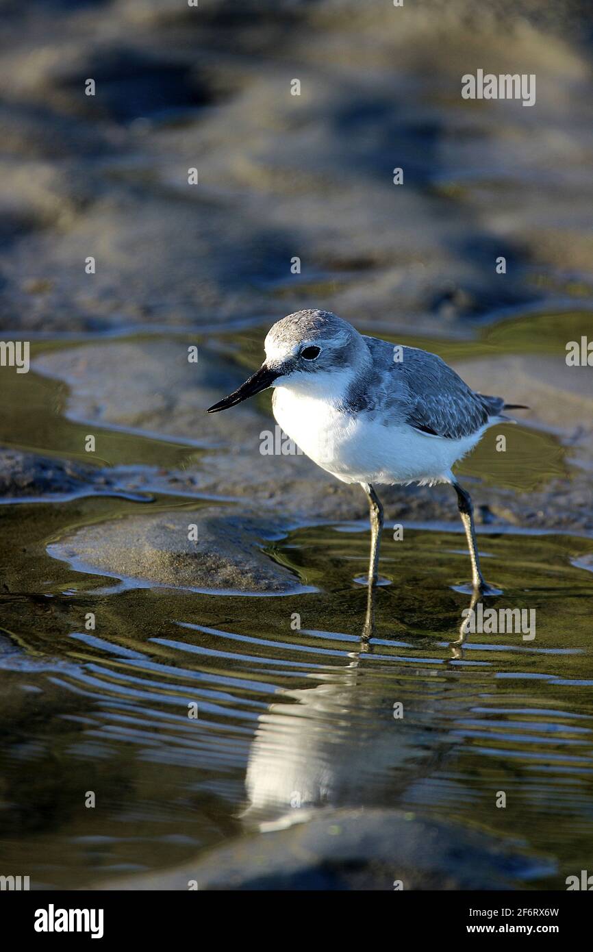 New Zealand wrybill (Anarhynchus frontalis Stock Photo - Alamy
