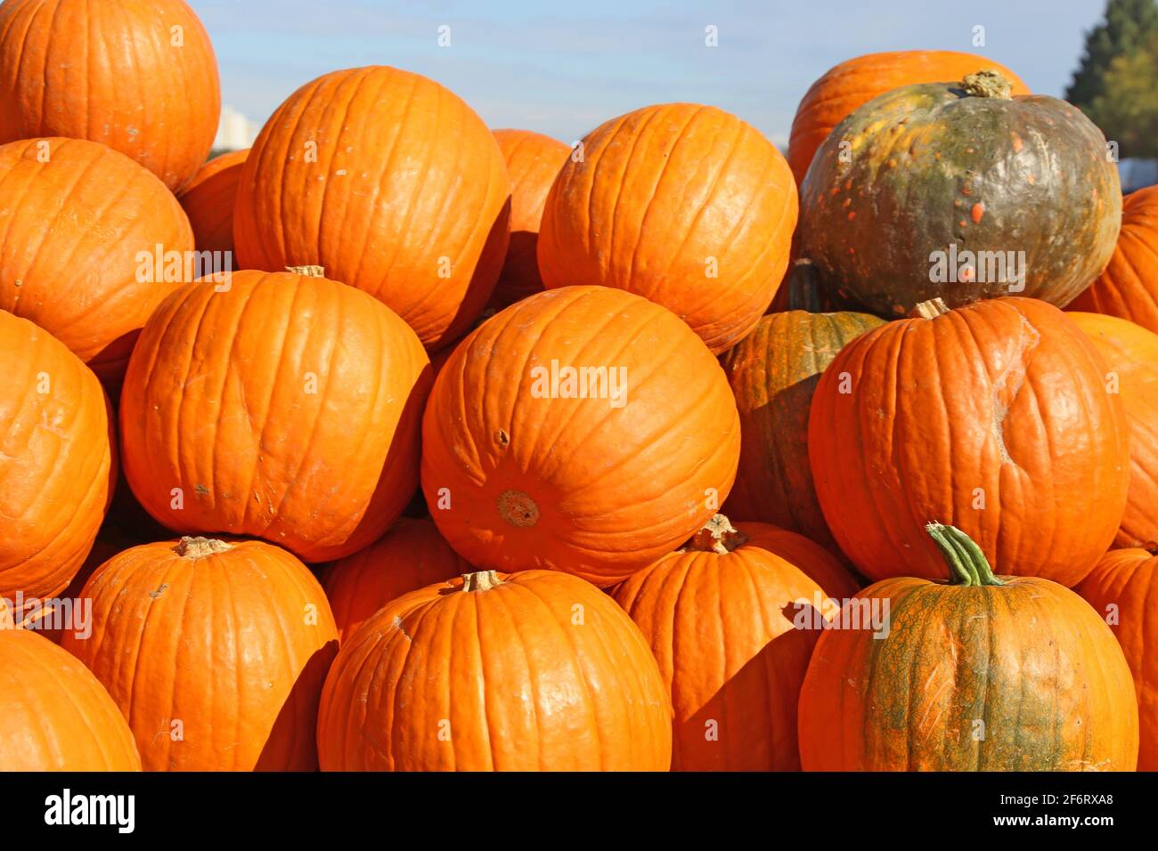 Season vegetables hi-res stock photography and images - Alamy