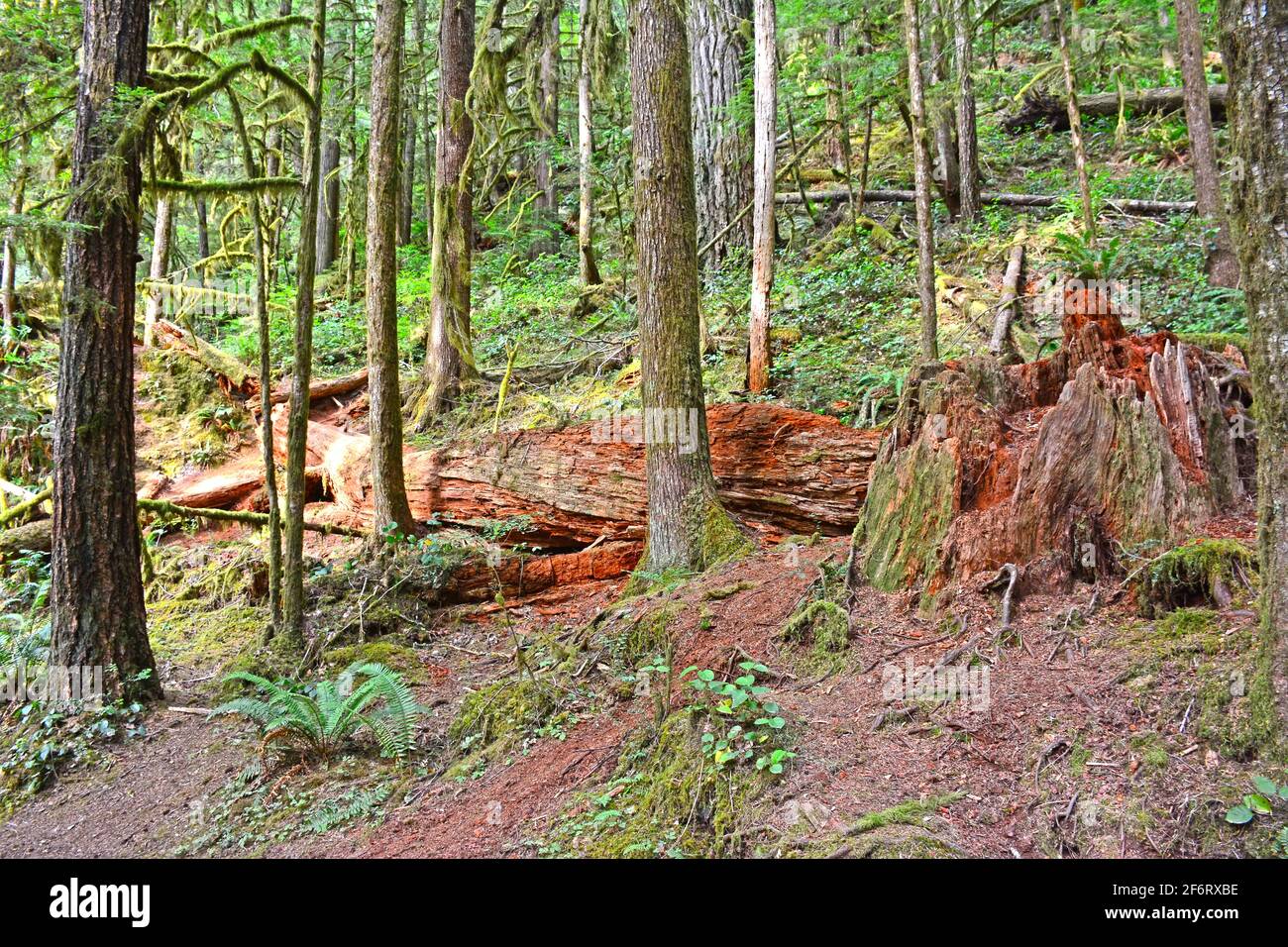 Timber Forest Scenery High Resolution Stock Photography and Images - Alamy