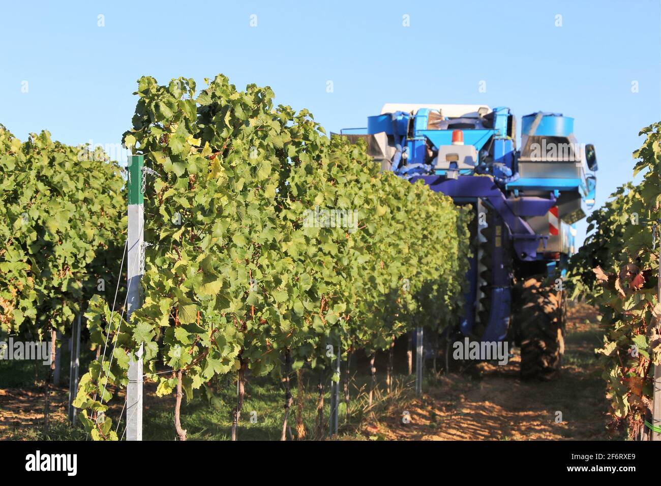 Winery vintage harvest hi-res stock photography and images - Alamy