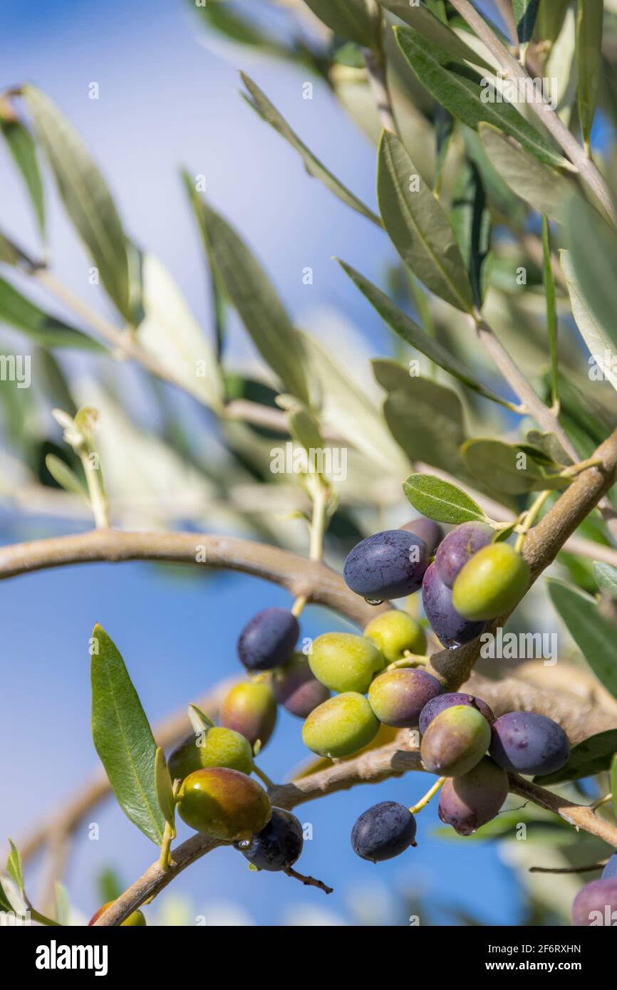 Tuscan olive tree hi-res stock photography and images - Alamy