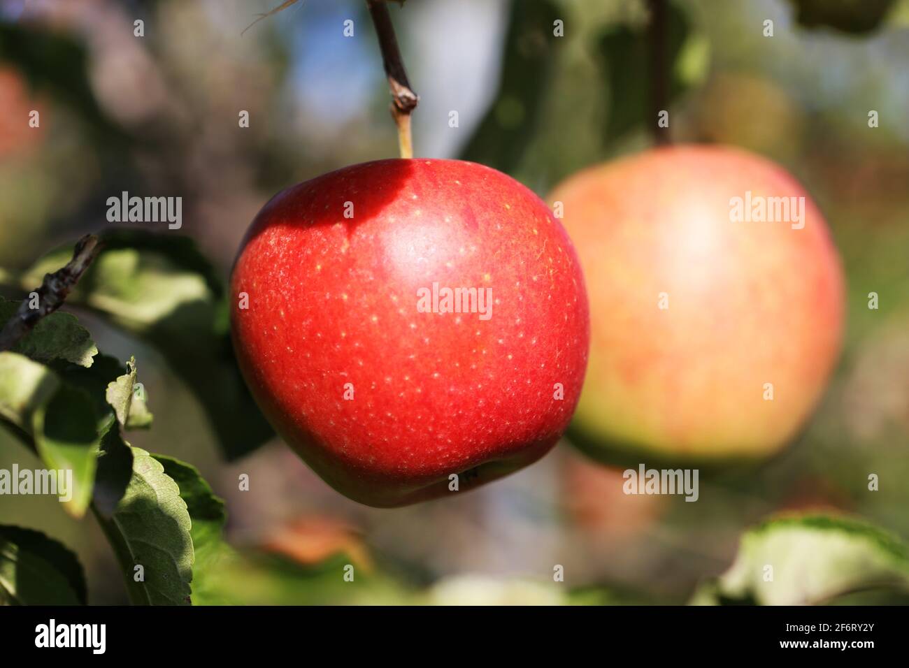 Tree of apple hi-res stock photography and images - Alamy