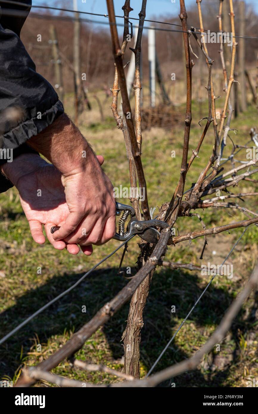 Vine grower hi-res stock photography and images - Alamy