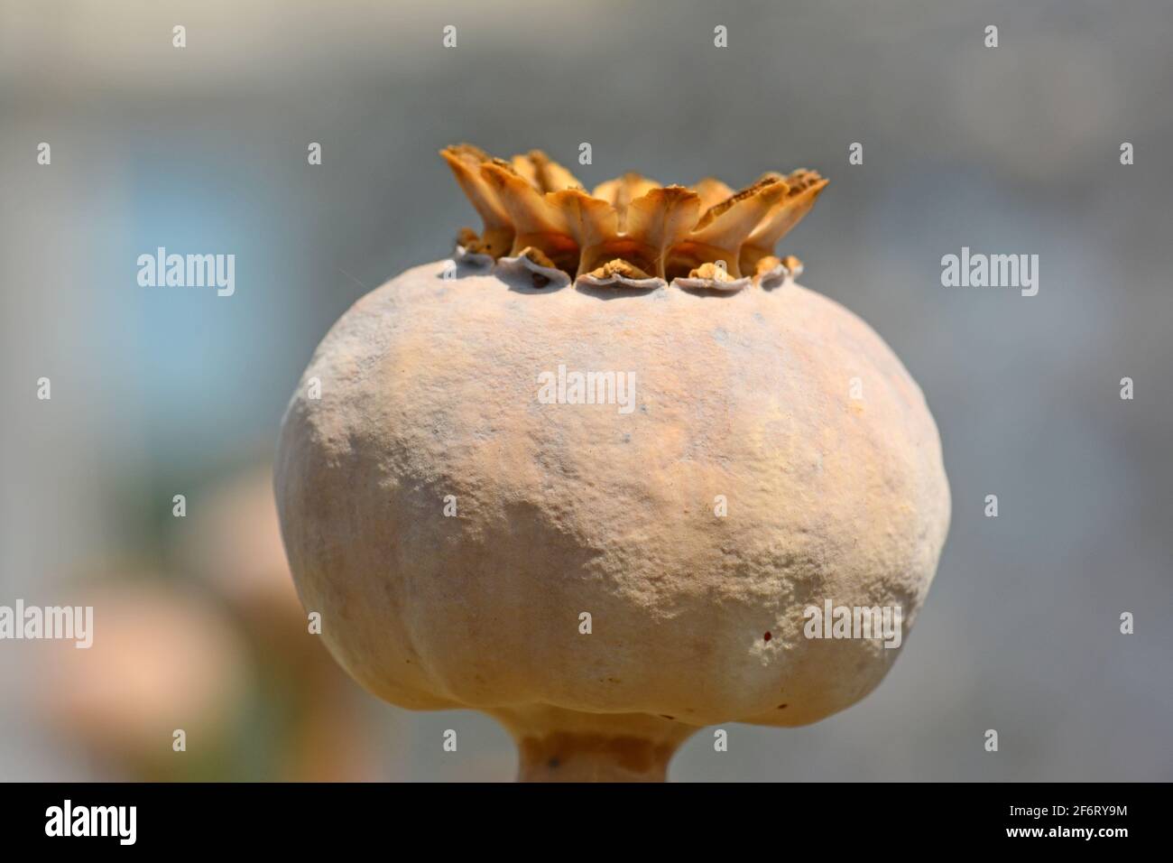 Poppy flower head Stock Photo - Alamy