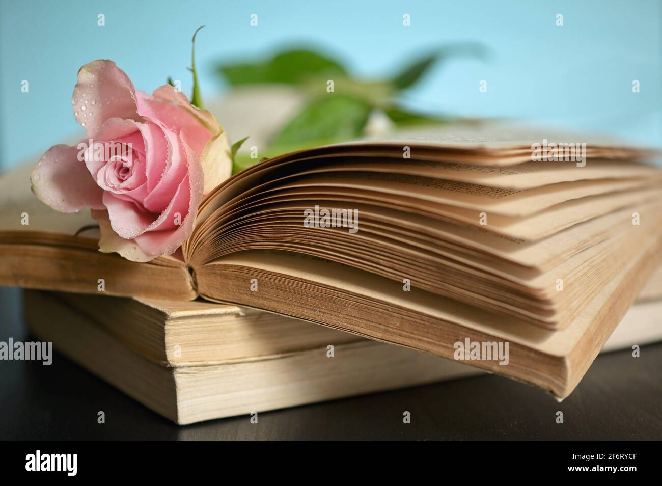 Open book flower isolated hi-res stock photography and images - Alamy