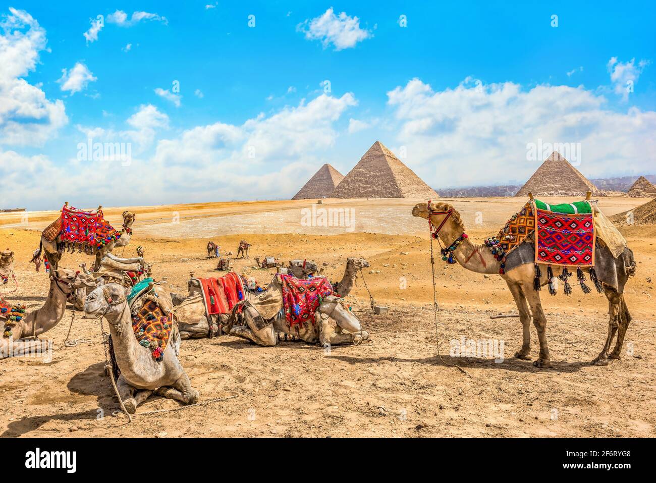 Camels riding at pyramids desert hi-res stock photography and images ...
