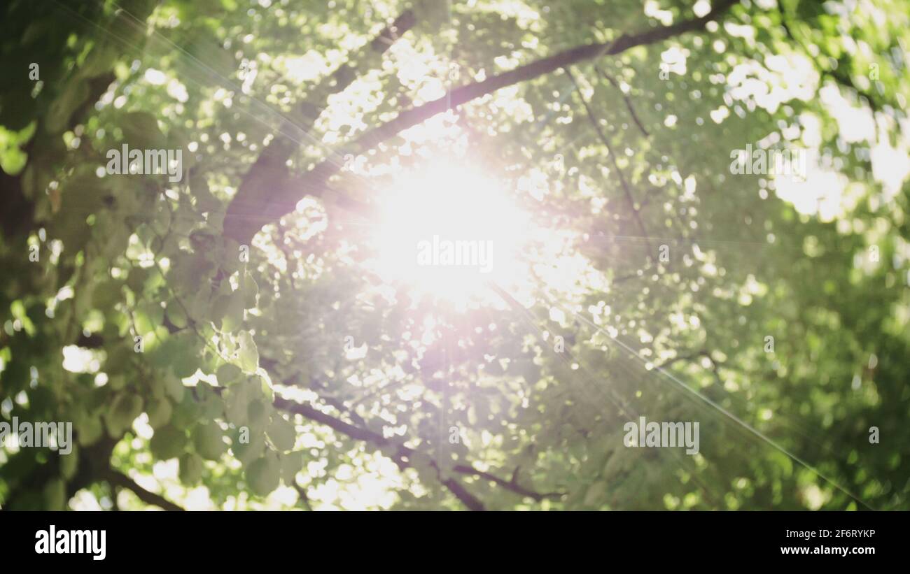 Sun Lens Flare Shining Through Trees Stock Photo - Alamy