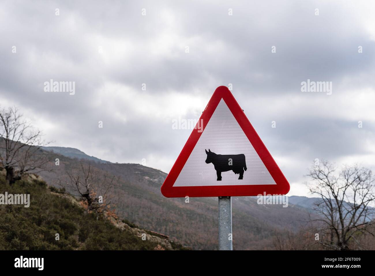 Cattle Road Sign High Resolution Stock Photography and Images - Alamy