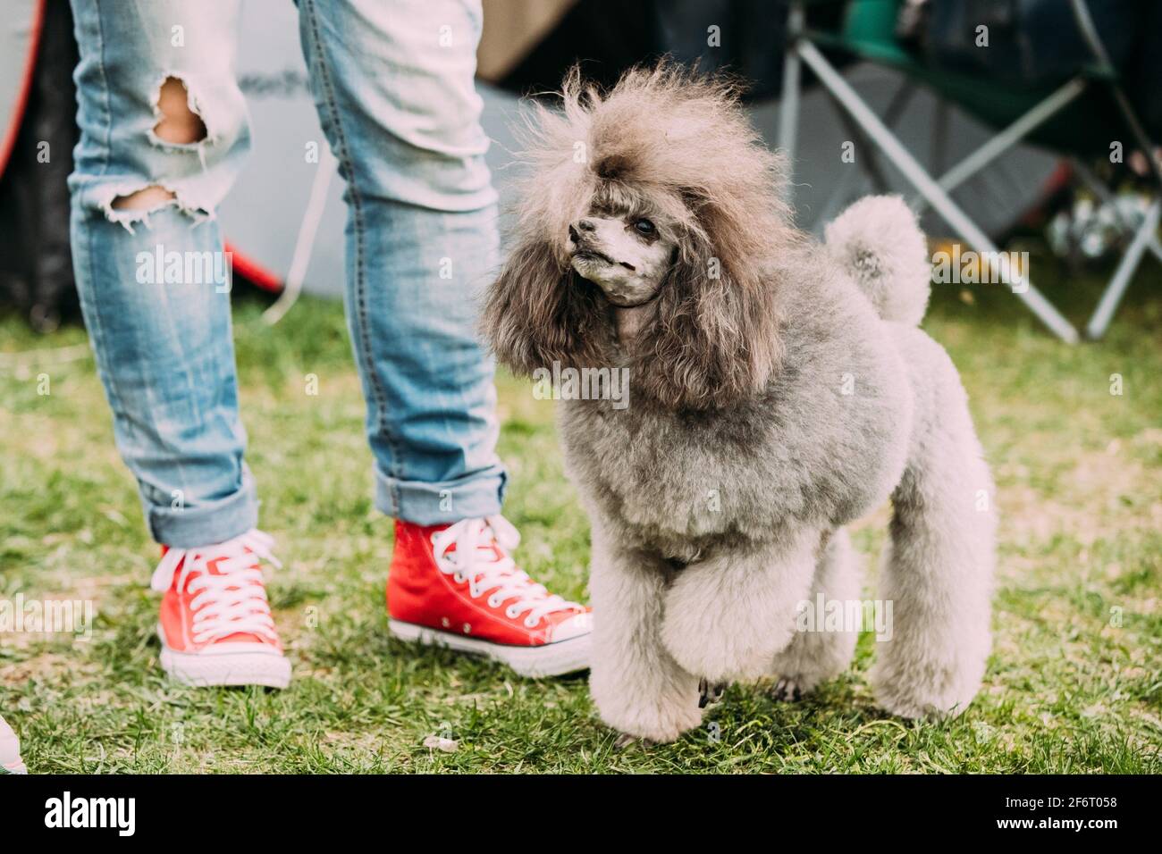 Standing Poodle High Resolution Stock Photography and Images - Alamy