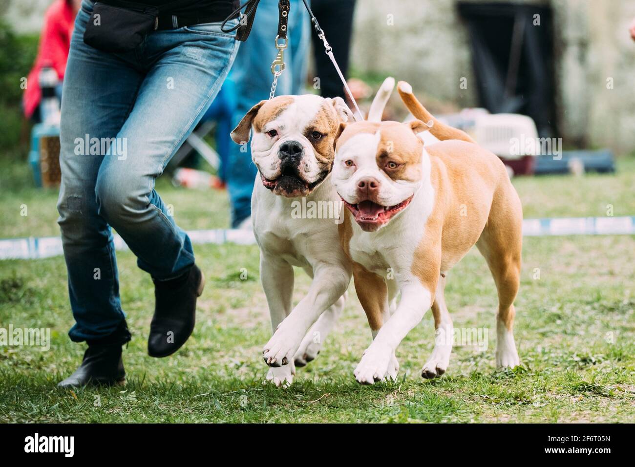 Are American Bulldogs Good Running Dogs
