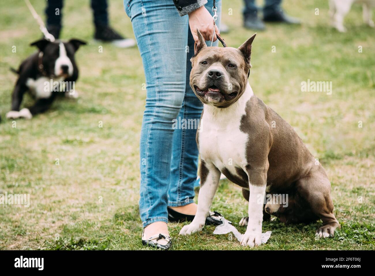 Dog feet white hi-res stock photography and images - Alamy