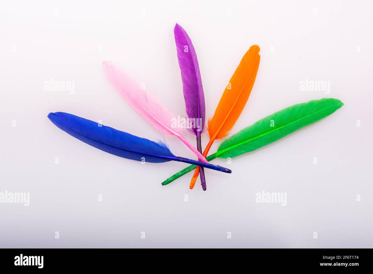 Photo of the bird hi-res stock photography and images - Alamy