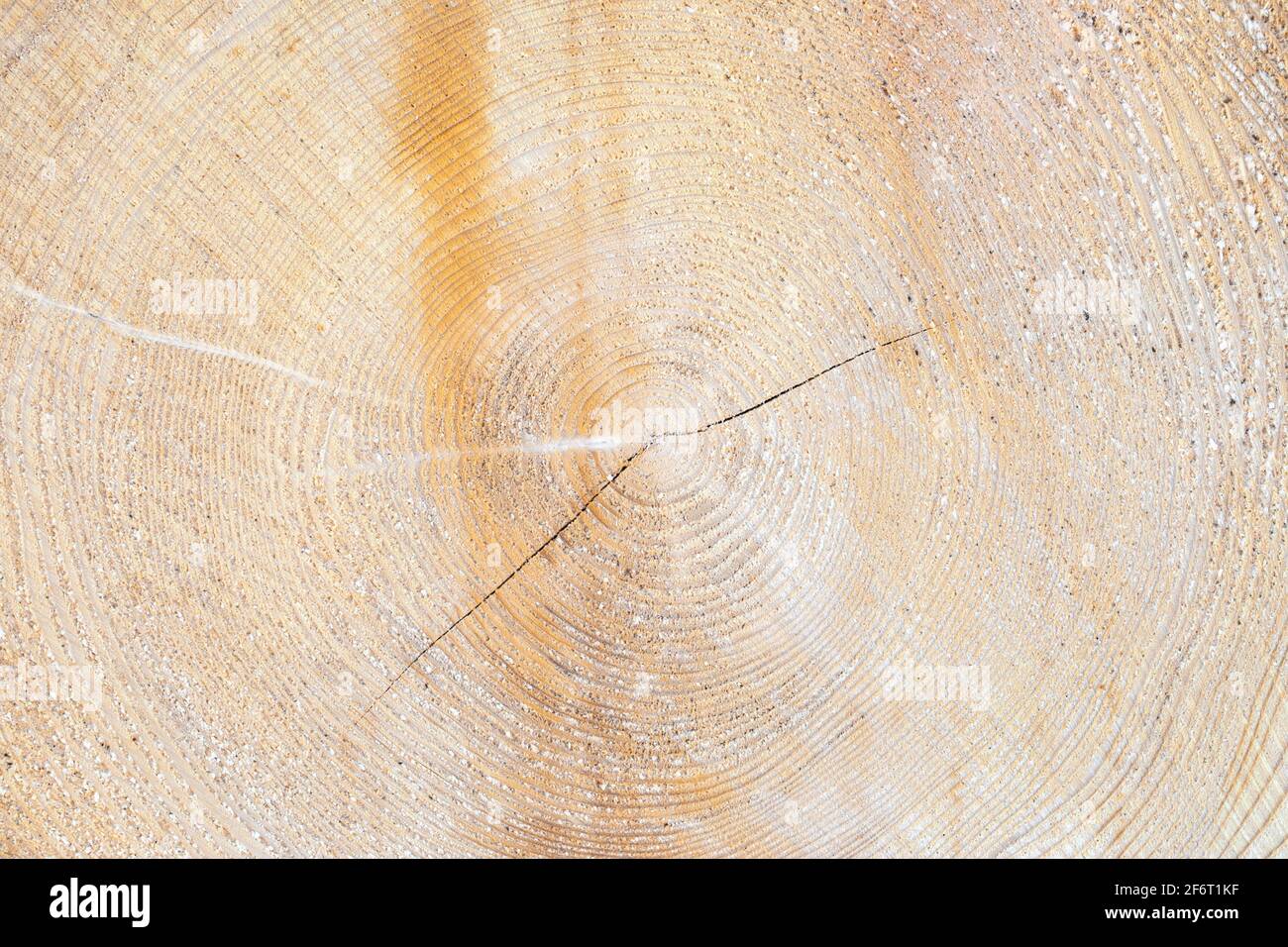 Ring tree hi-res stock photography and images - Alamy
