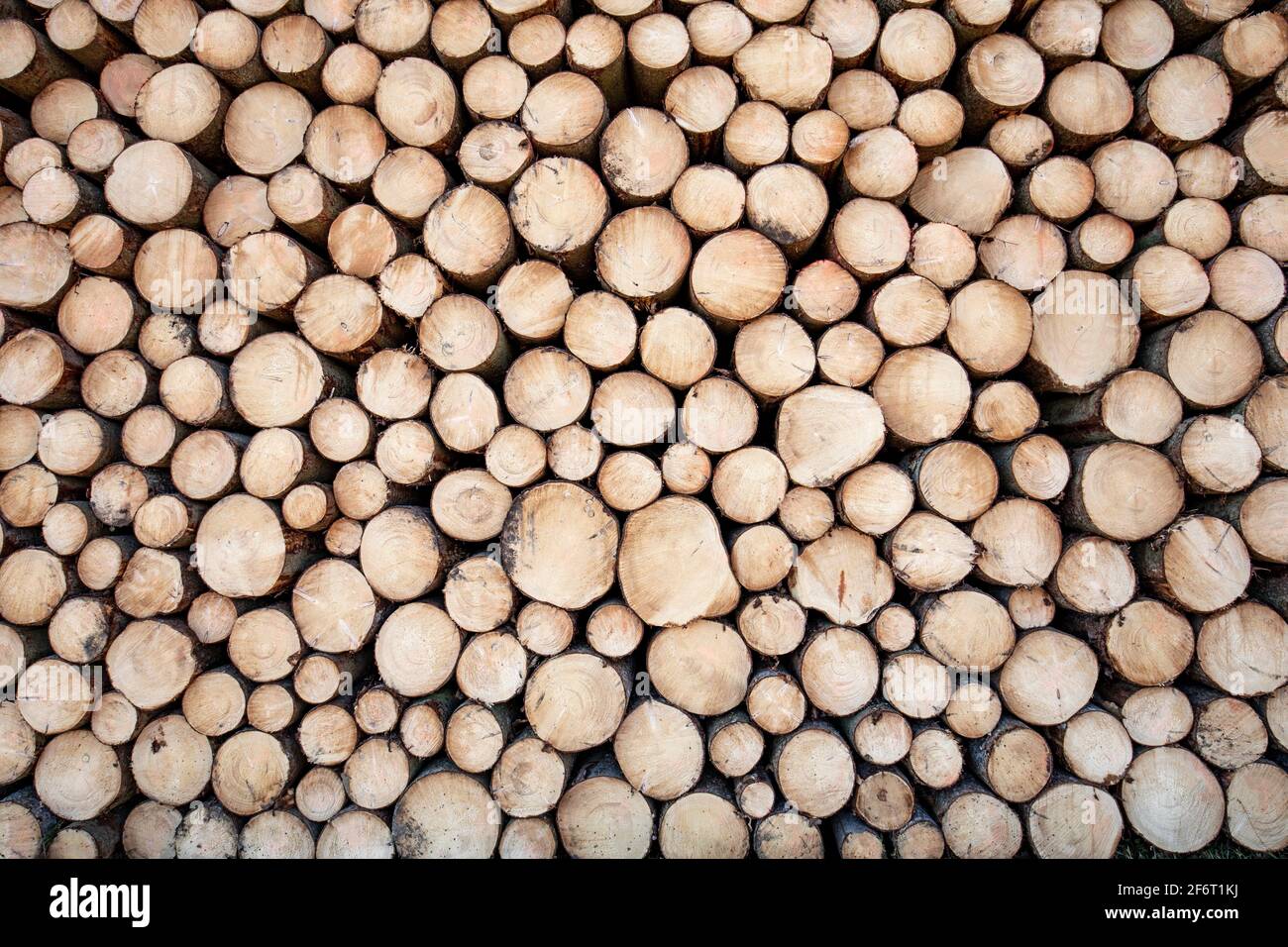 Wood texture cut tree trunks hi-res stock photography and images - Alamy