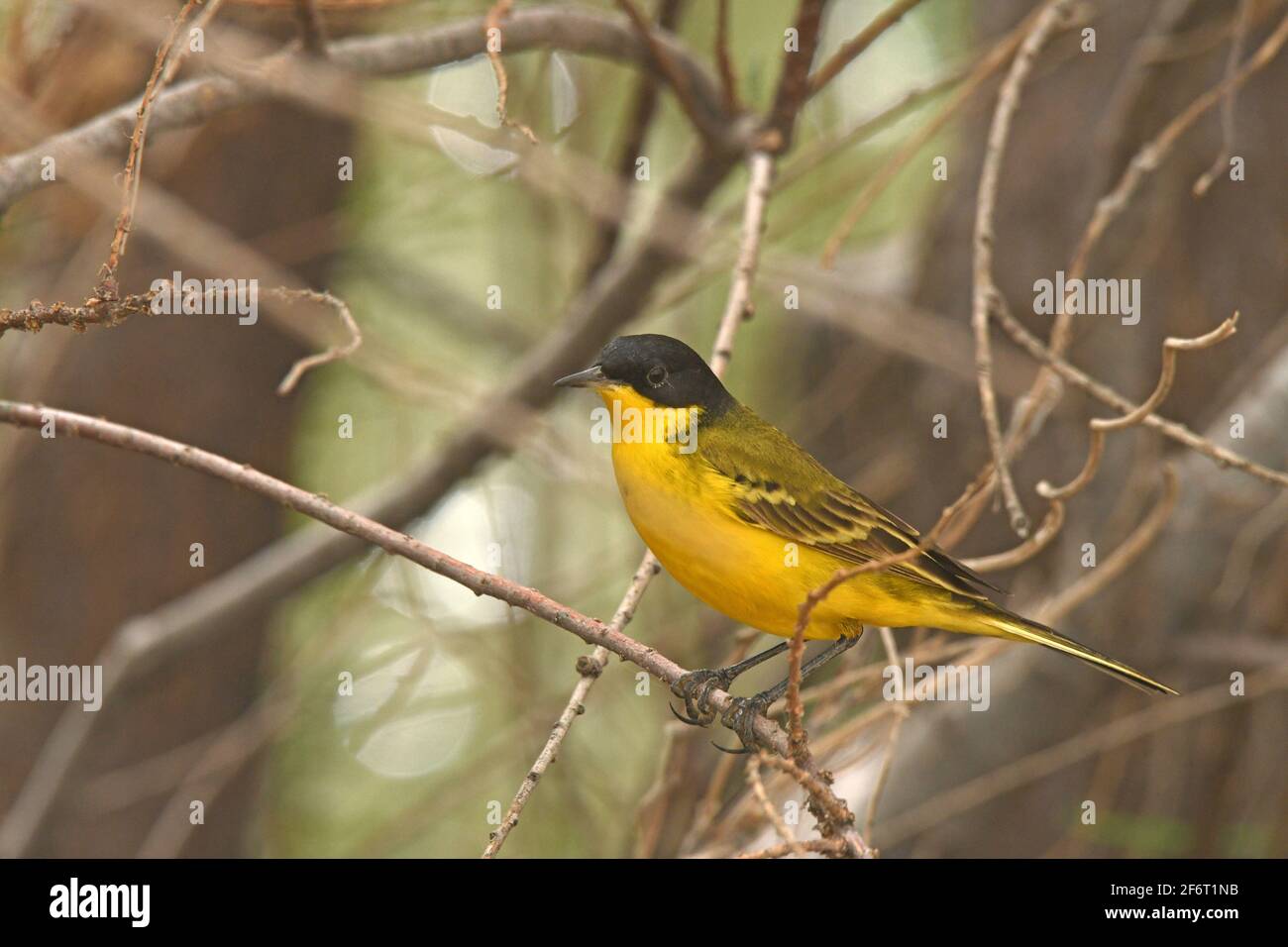 Environmental migration hi-res stock photography and images - Alamy