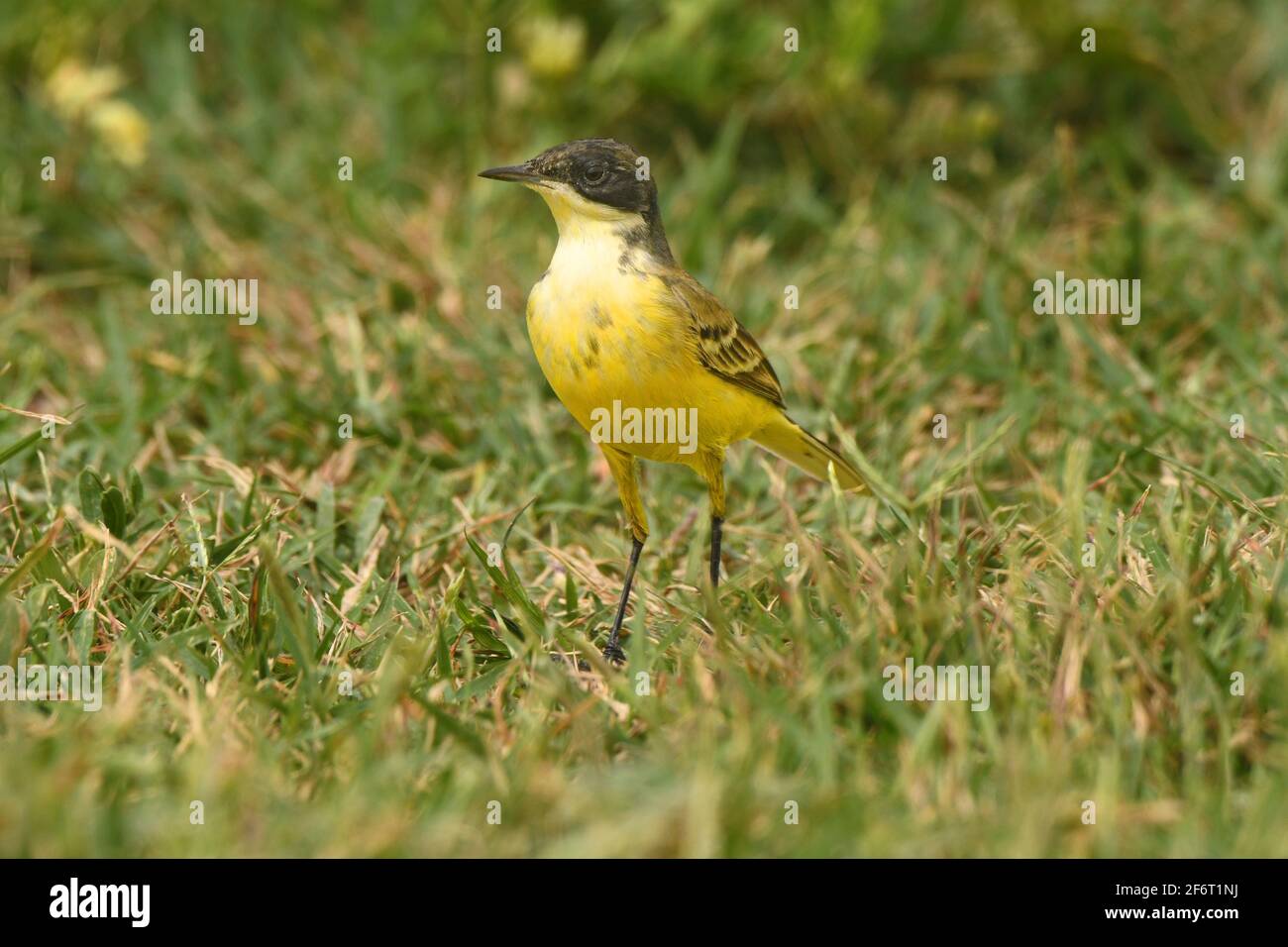 Yellow wagtail during migration, Israel Stock Photo - Alamy