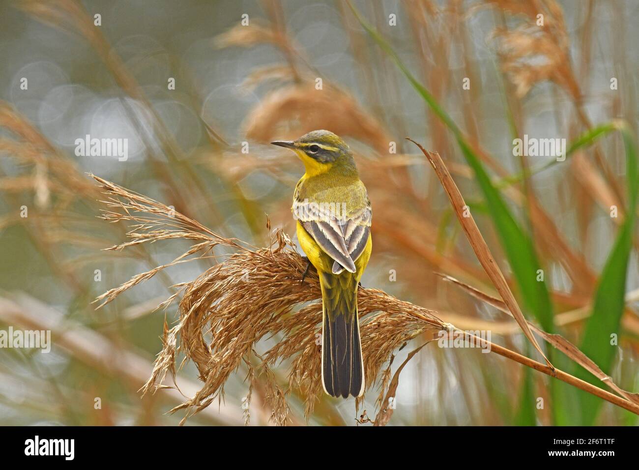 Yellow wagtail during migration, Israel Stock Photo - Alamy