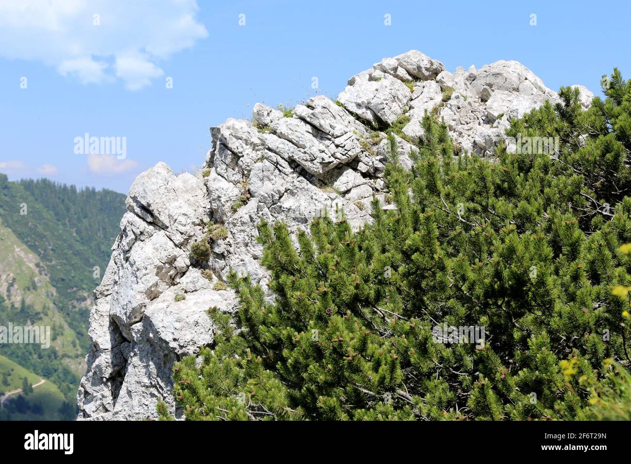 Mugo pine pinus mugo hi-res stock photography and images - Alamy