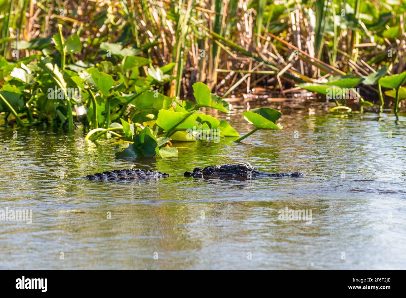 Everglades national park crocodile hi-res stock photography and images ...