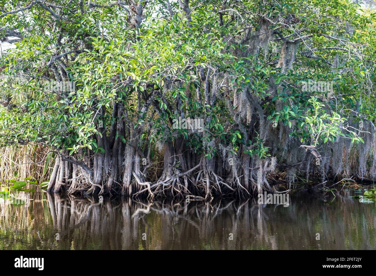 Mangrove forest florida hi-res stock photography and images - Alamy