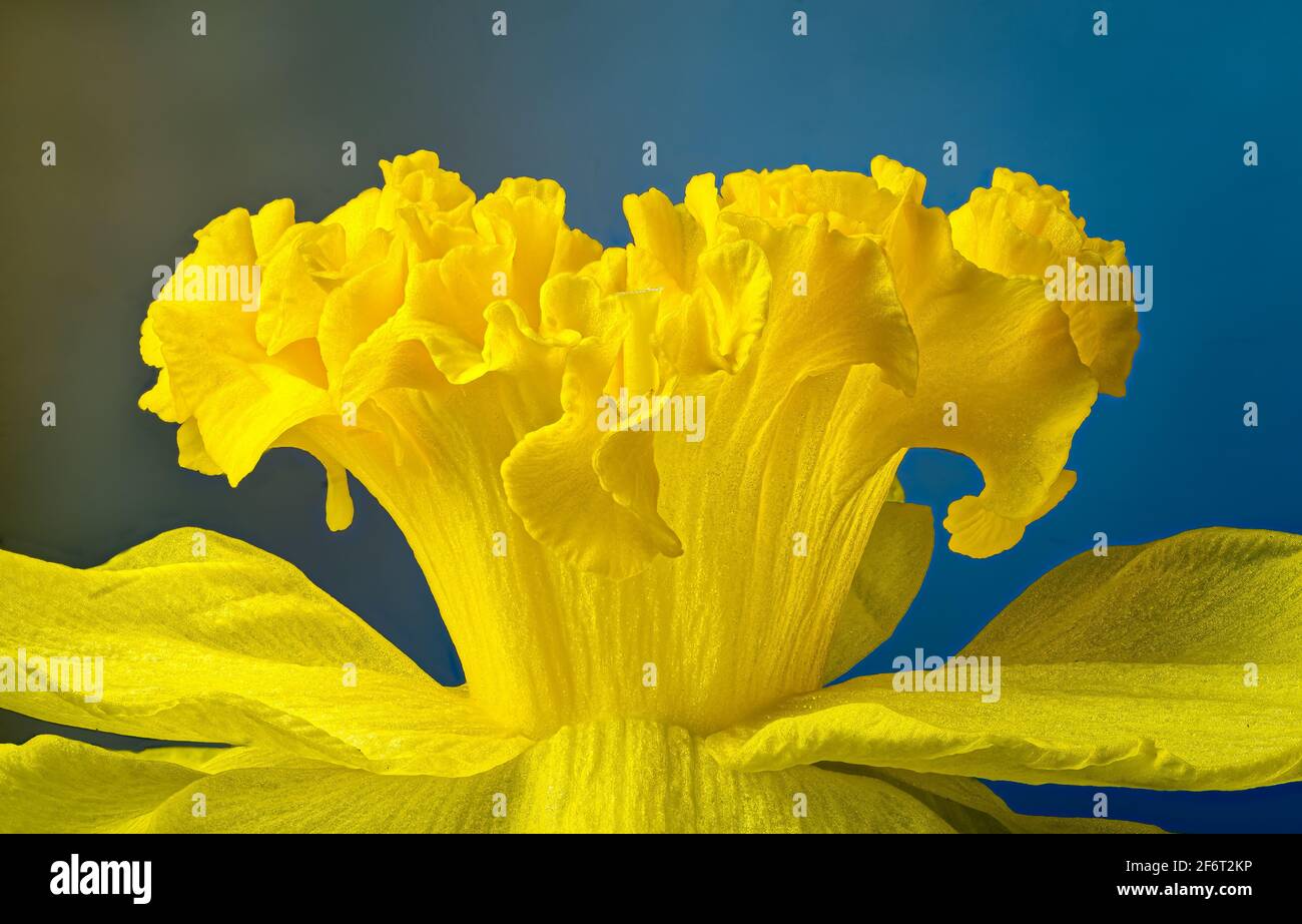 Frilled corona hi-res stock photography and images - Alamy