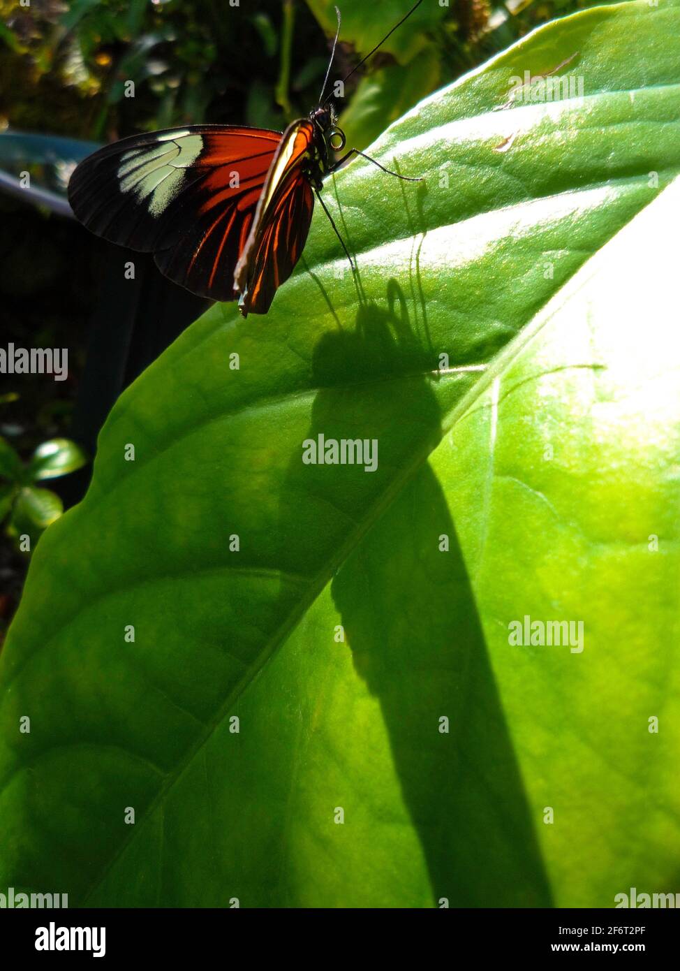Heliconius melpomene butterfly hi-res stock photography and images - Alamy