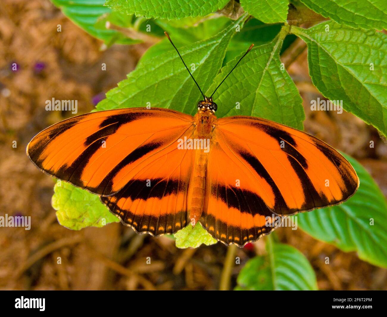 Heliconians hi-res stock photography and images - Alamy