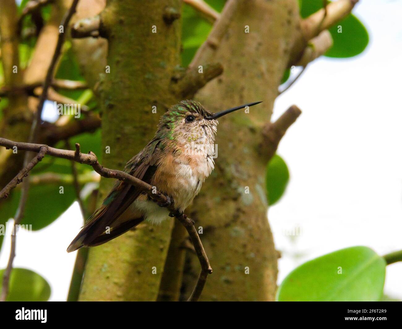 Hummingbird butterfly hi-res stock photography and images - Alamy
