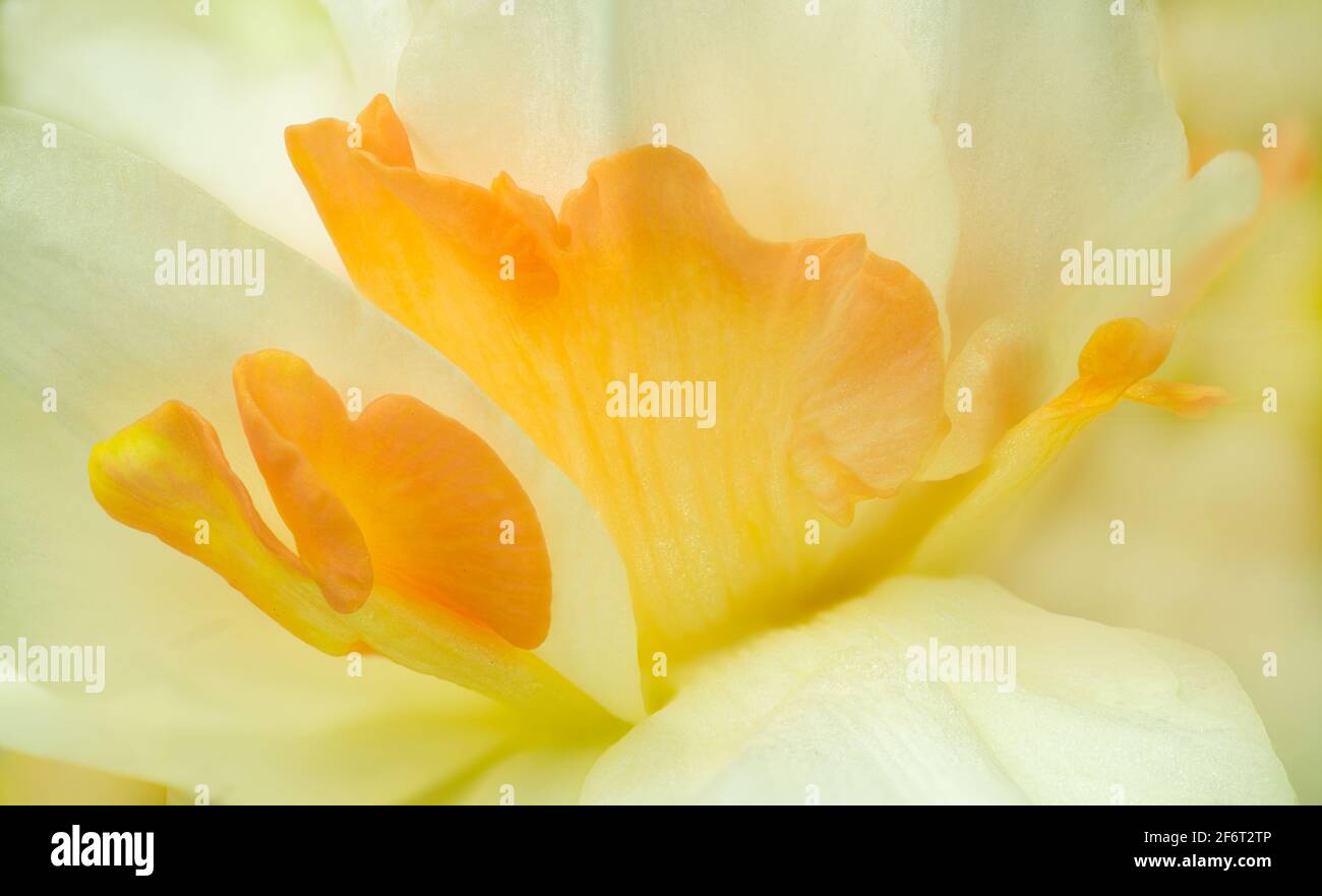 Abstract of petals of daffodil flower Stock Photo - Alamy