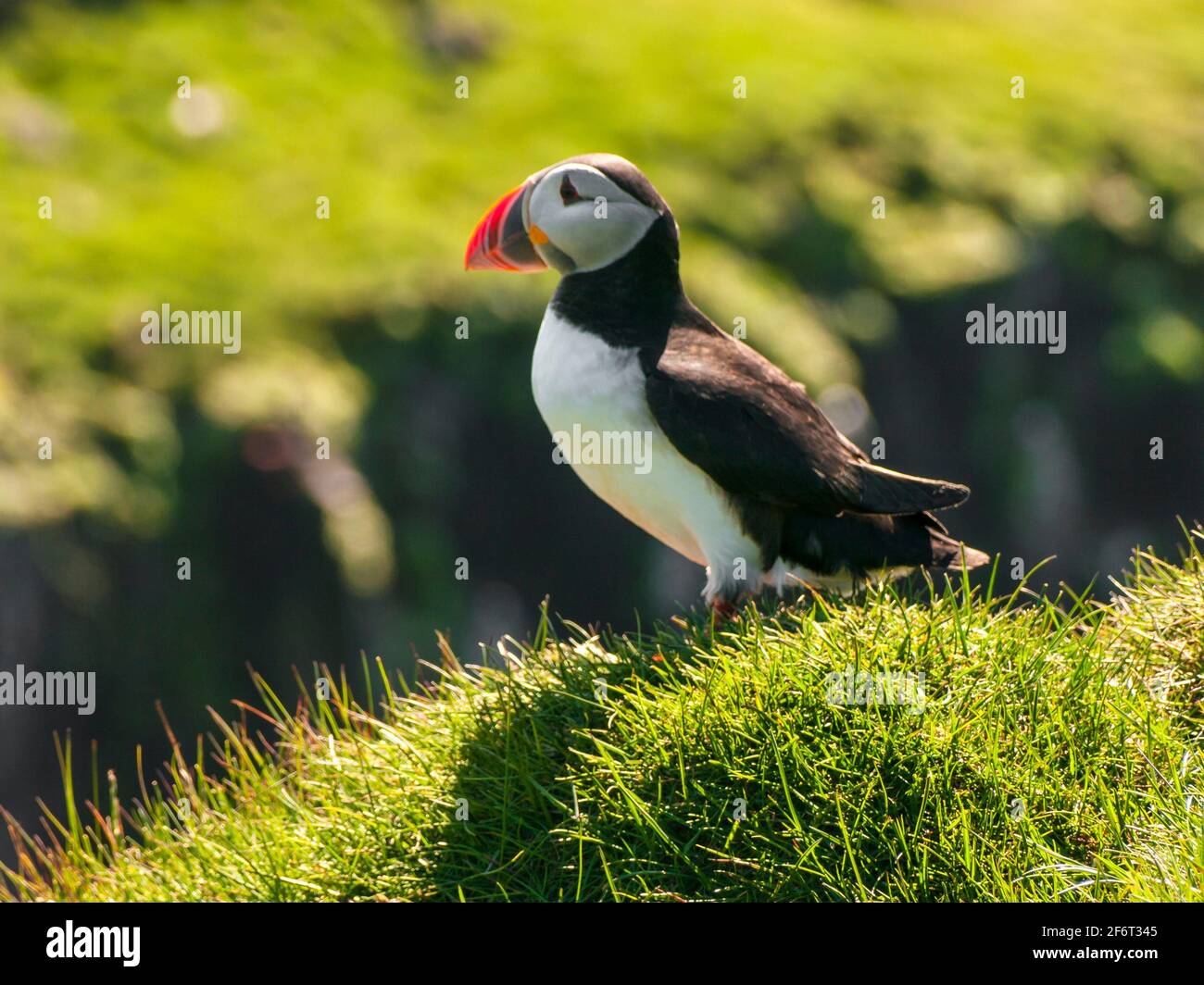 Puffin coloured beak hi-res stock photography and images - Alamy