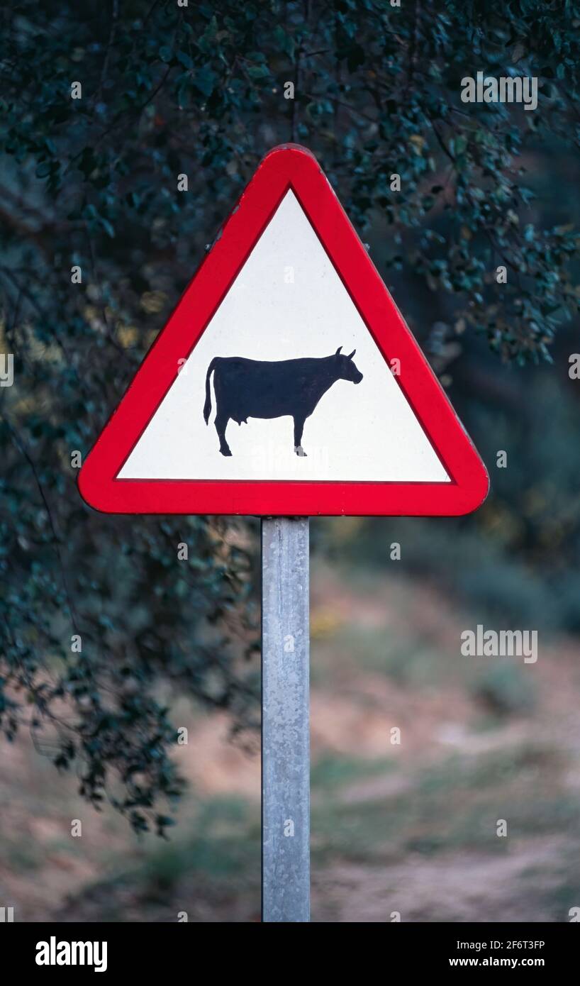 Cattle Crossing Country Road High Resolution Stock Photography and ...