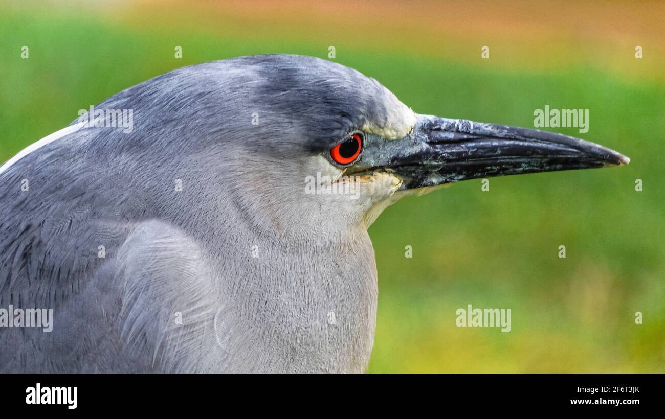 Heron like bird hi-res stock photography and images - Alamy