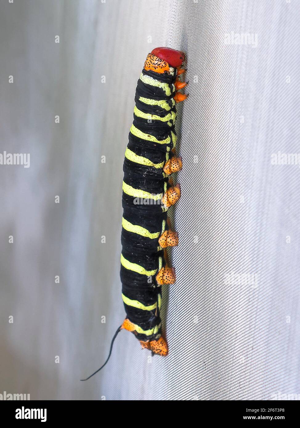 Sphingidae family hi-res stock photography and images - Alamy