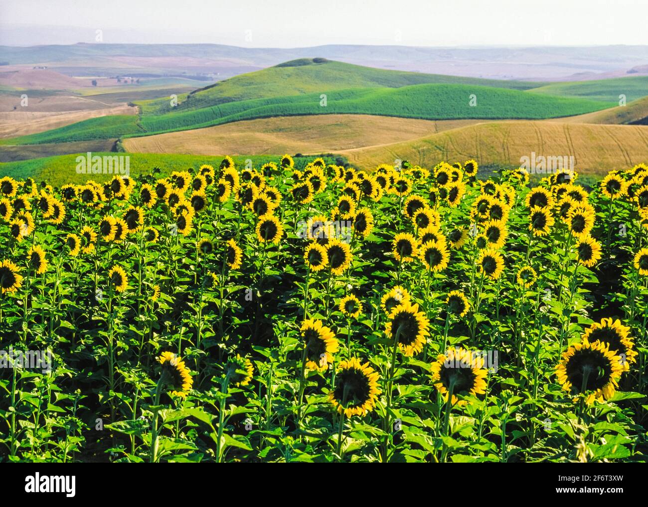 Andalusia spain sunflower hi-res stock photography and images - Alamy