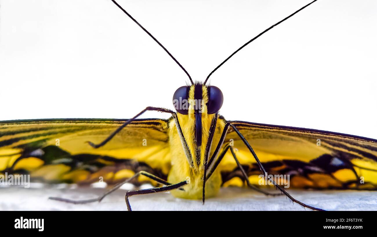 Close up of butterfly hi-res stock photography and images - Alamy